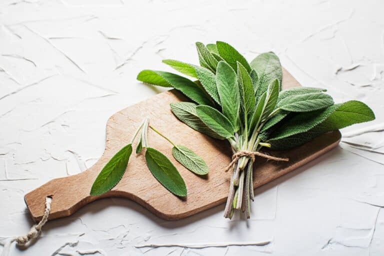 5 Best Substitutes for Savory That Will Match Your Recipes